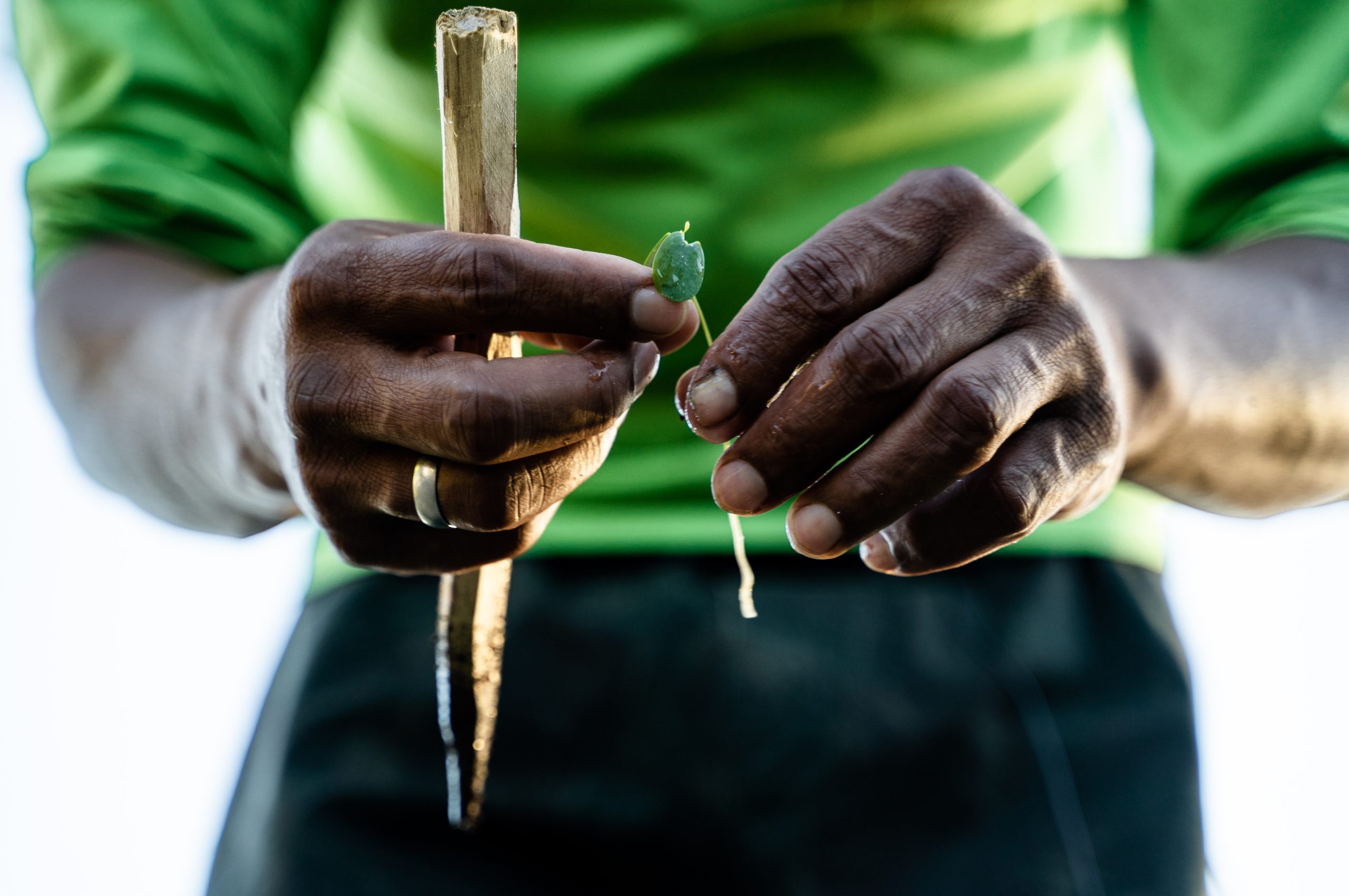 What we do – re.green