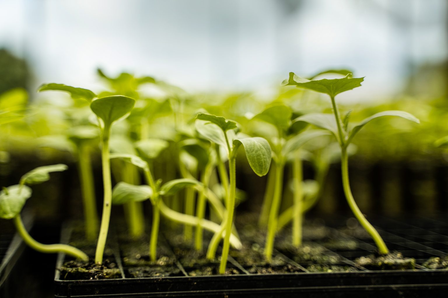 re.green – We're doing it.