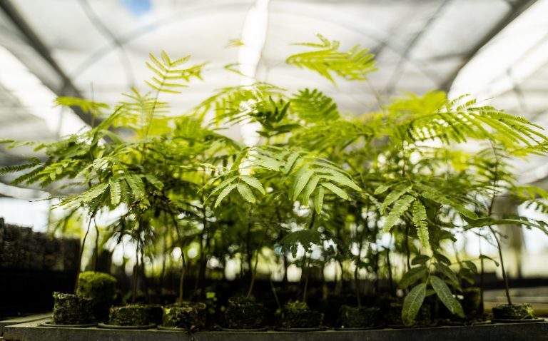 What we do – re.green